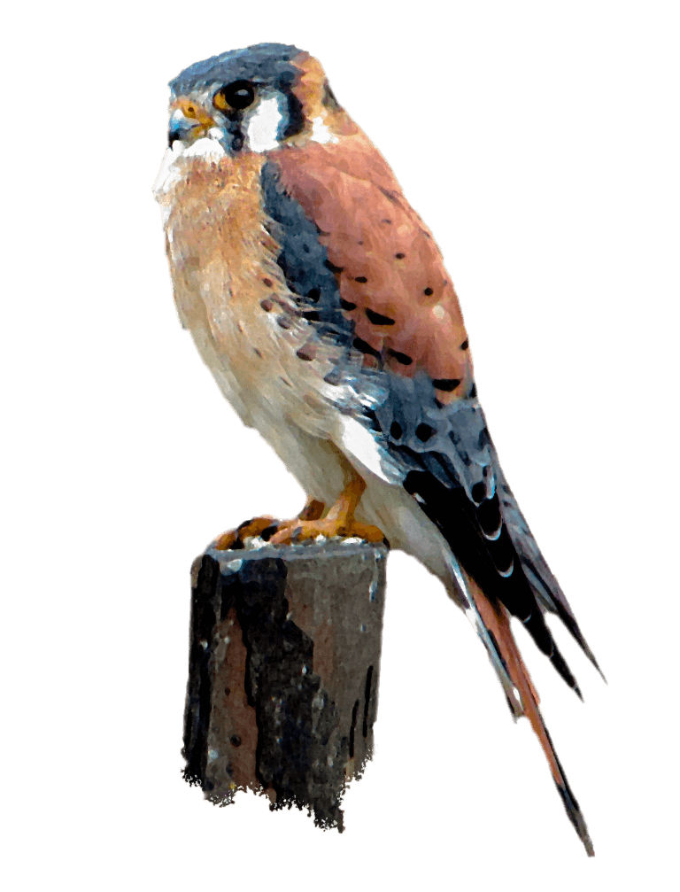 Quilico (Mediano) - Yaku Parque Museo del Agua
